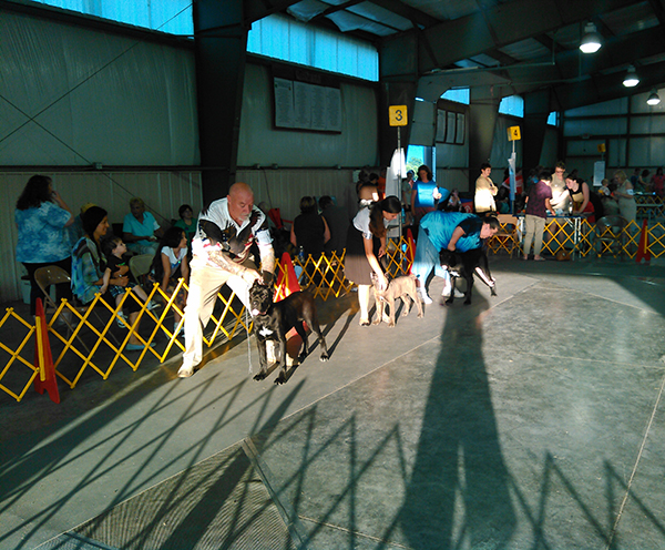 Dog Shows